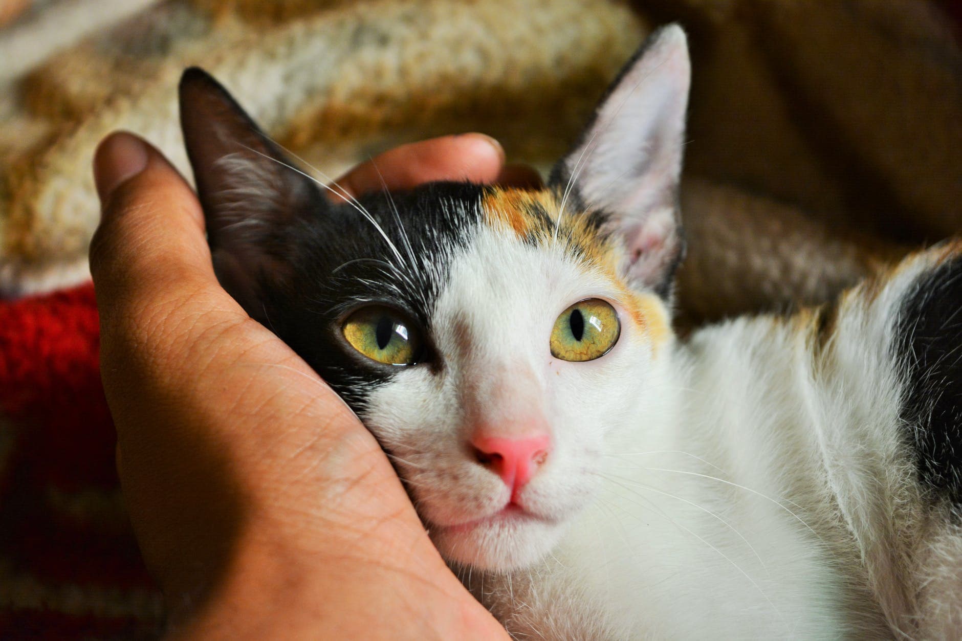 What is Your Cat's Secret Love Language?