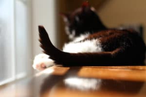 10 Signs Your Cat Really Loves You