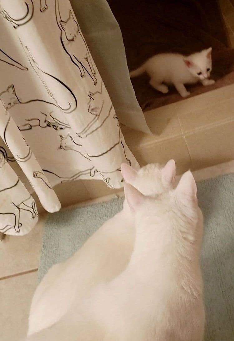 Tiny Deaf Kitten Adopted by 2 Deaf Cats Who Promise to Protect Him Forever