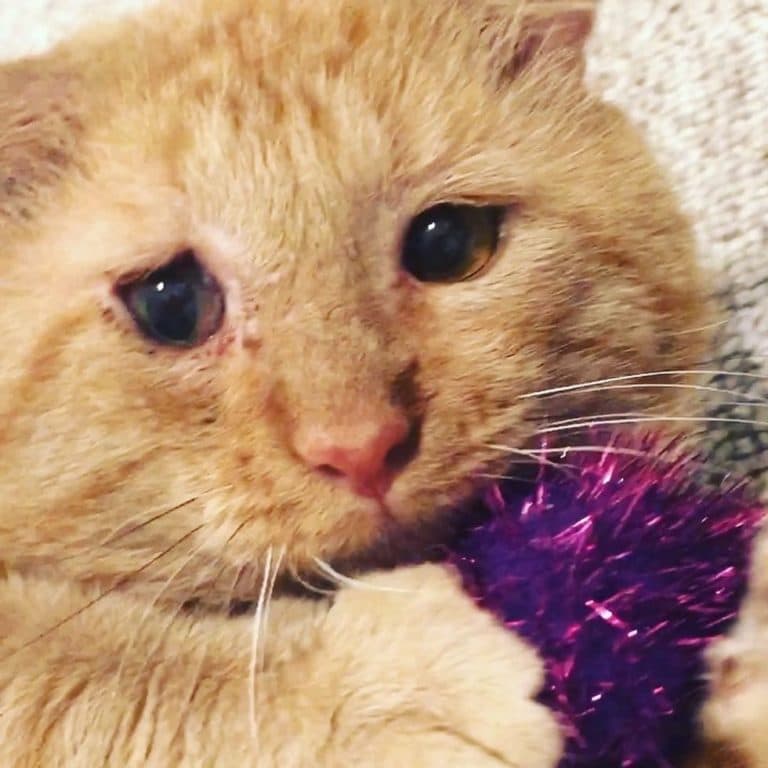 Sick Cat Suffered On Streets Until Rescued By Woman Who Saw His True Beauty