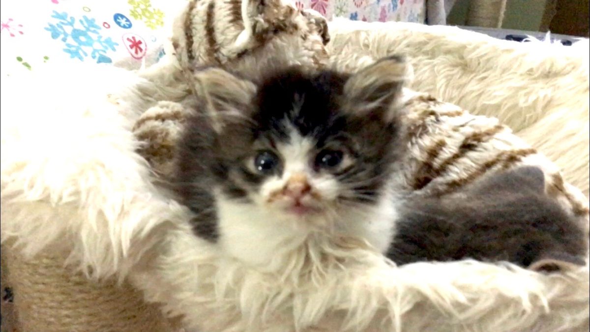 Special Kitten With Rare Condition Stays Tiny Forever