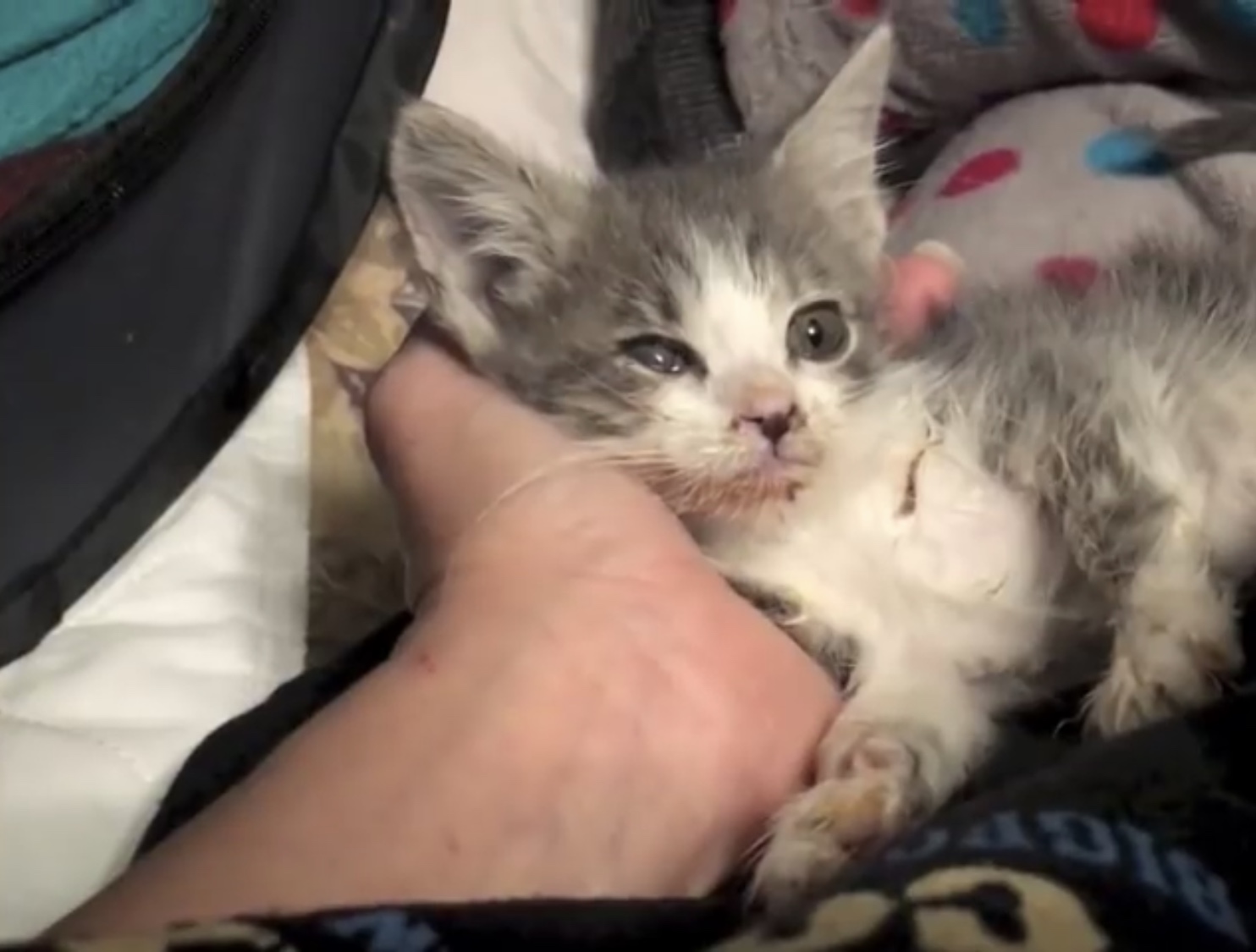 Near Dead Kitten Saved from Euthanasia by Heroic Woman Who Refused to ...