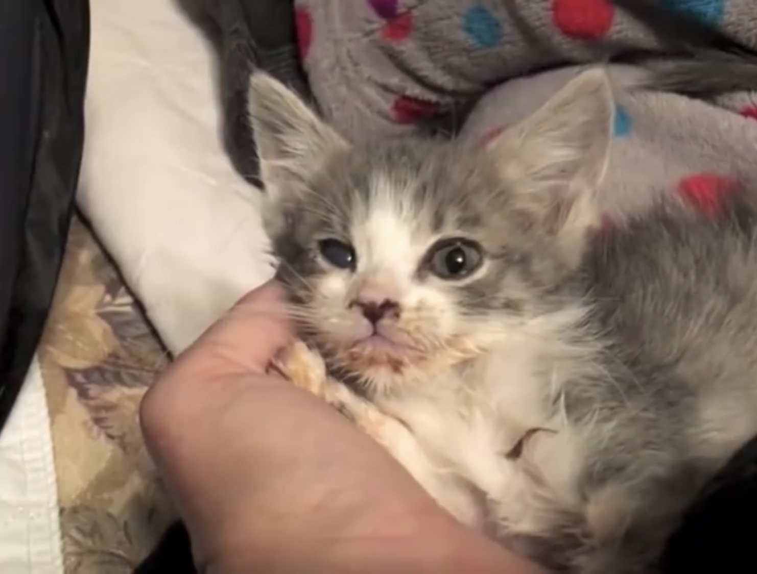 Near Dead Kitten Saved from Euthanasia by Heroic Woman Who Refused to ...