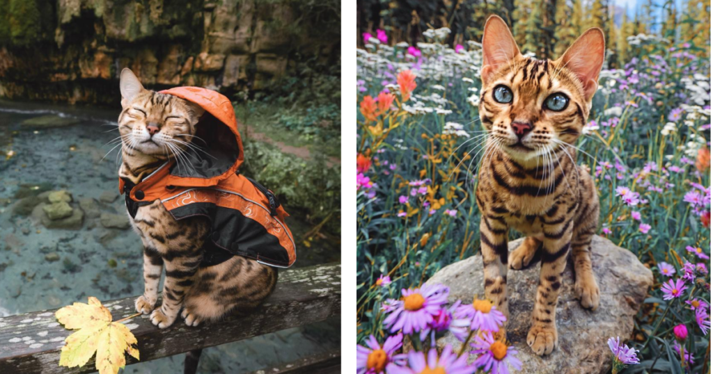 Meet Suki - The Most Adventurous Cat In The World
