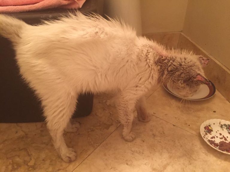 Hopeless Cat Rejected by Owners – Rescued by Woman Who Saw His True Beauty