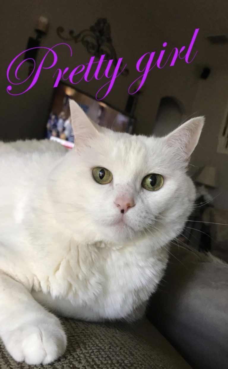 Family Stands Up for Bullied "Fat" Cat – She's Beautiful No Matter What ...
