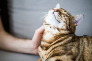 The Cat Dictionary: What Do Different Meows Mean?