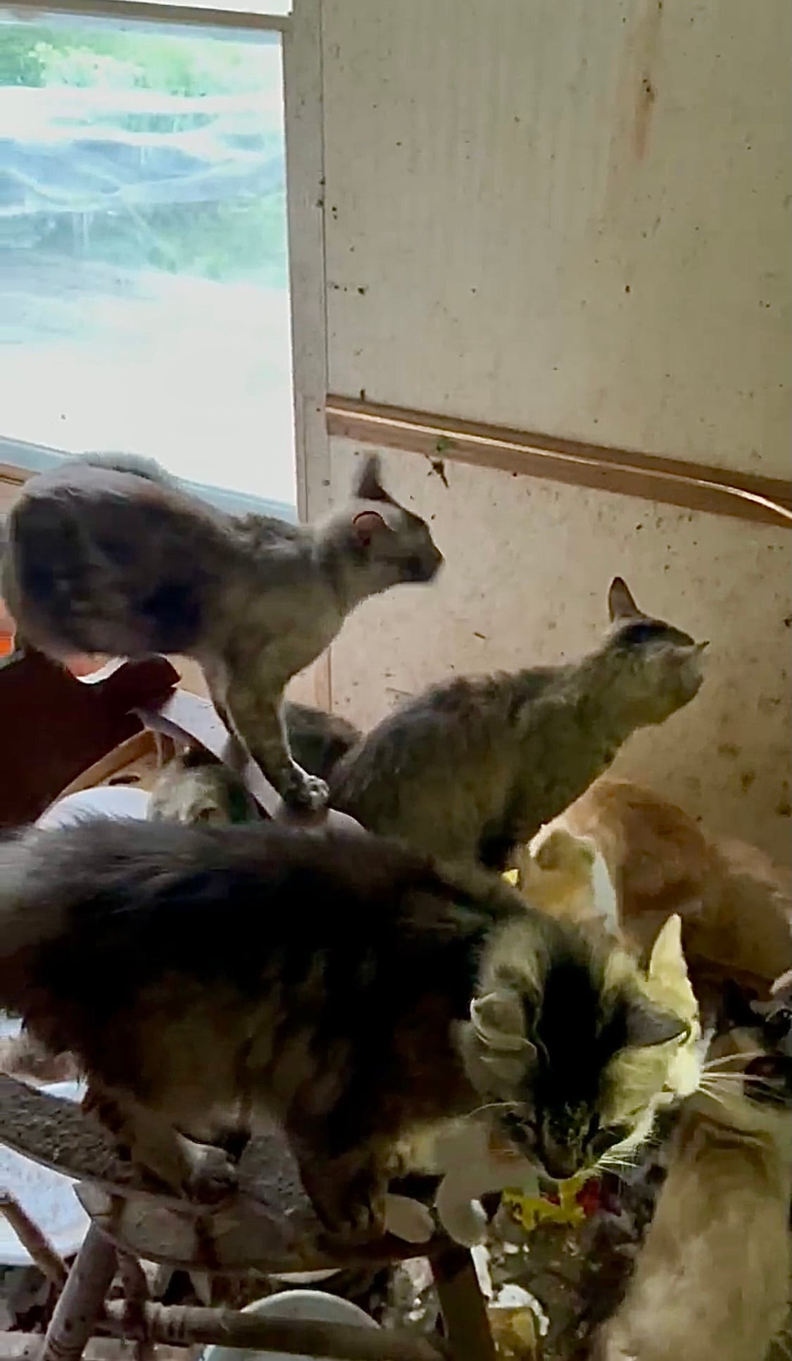 Arkansas Rescuers Urgently Seek Help with "Worst Cat Hoarding Case We ...