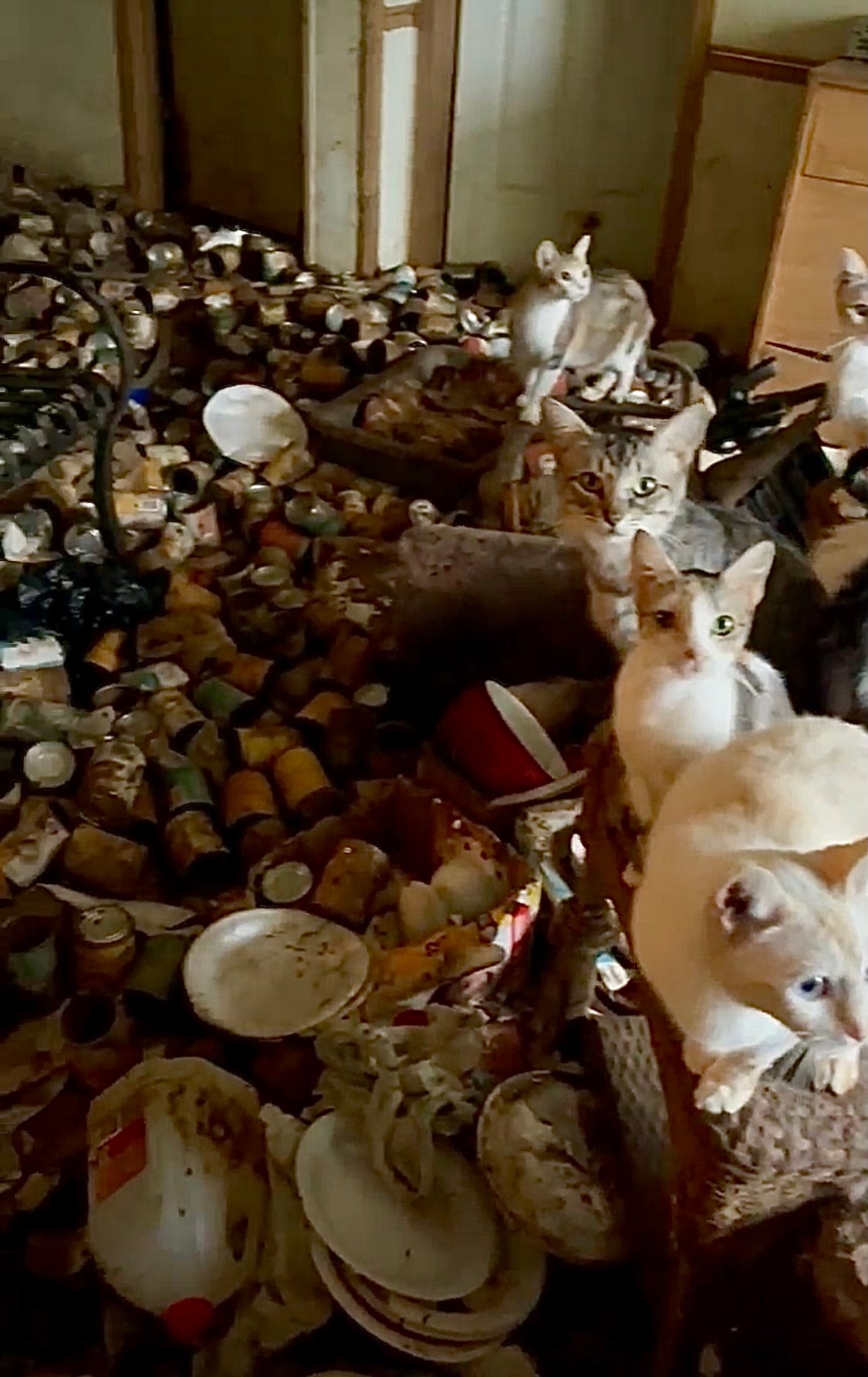Arkansas Rescuers Urgently Seek Help with "Worst Cat Hoarding Case We ...