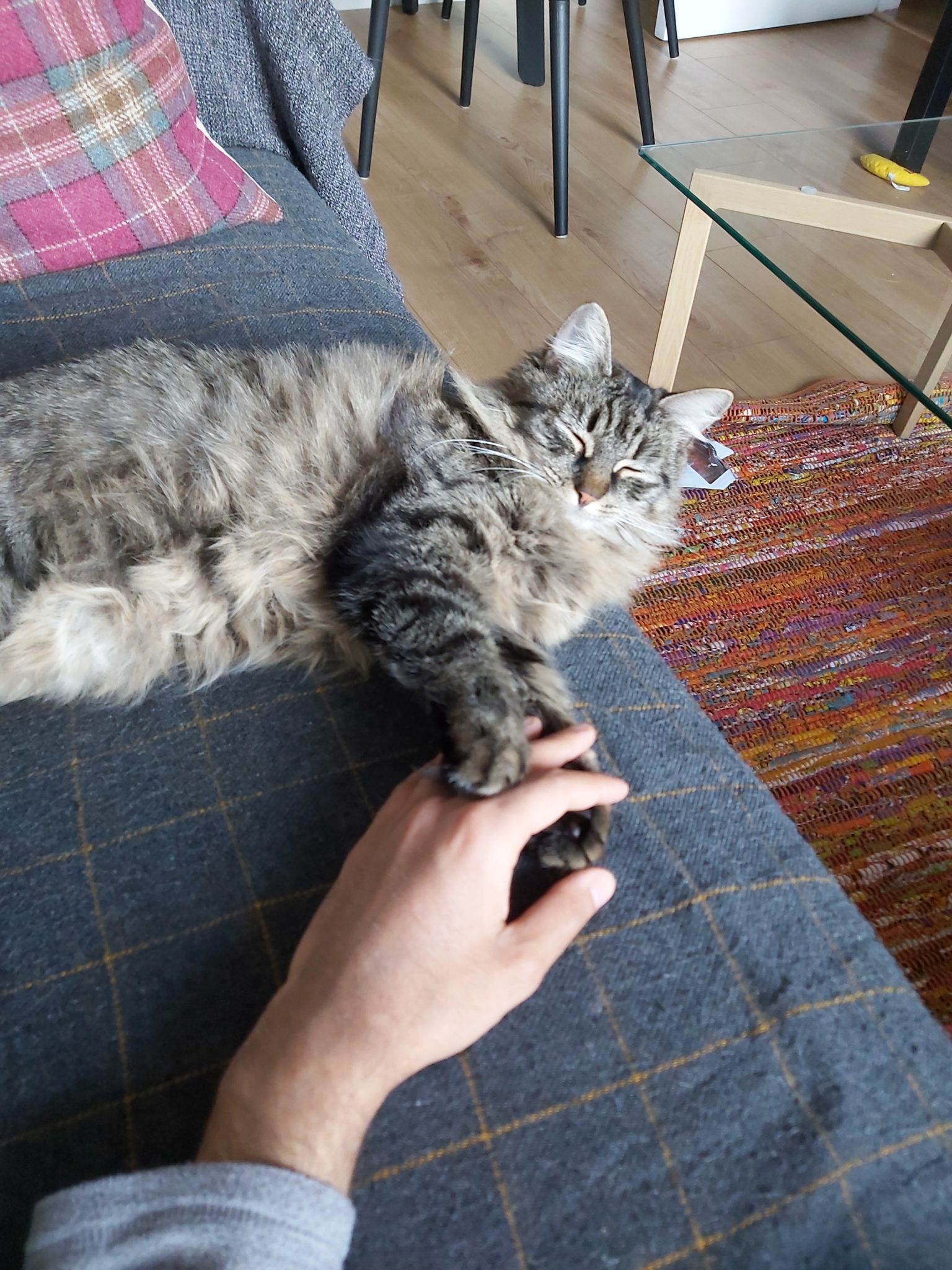 Shelter Cat's Heart Broke When No One Showed Up to Her Birthday Party