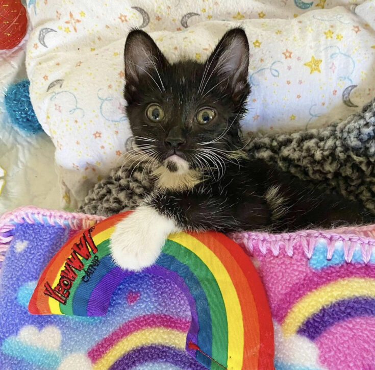 Special Kitten Explores World on Wheels, Needs a Purrfect Forever ...