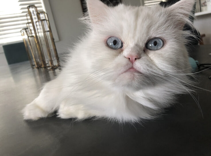 Neglected Persian Cat Roams Streets for Months Before Rescued by Loving ...