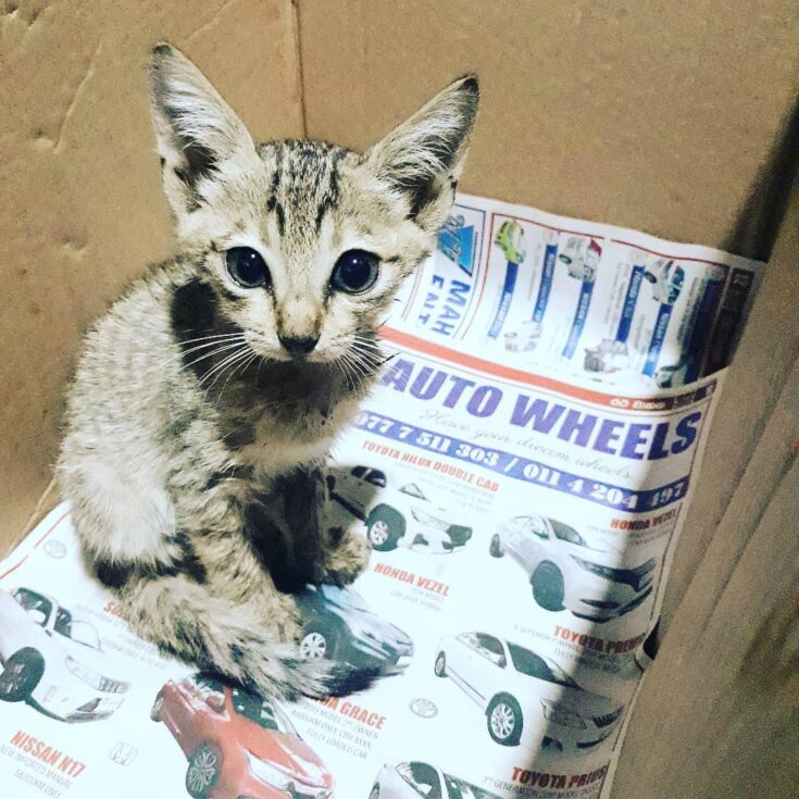 Jawless Kitten Dumped on Doorstep Purrs with Gratitude Thanking The ...