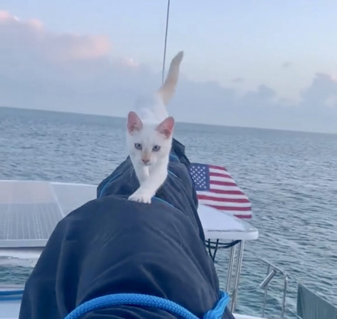 'Sailor Cat' Lives Incredible Life on Boat, Captures Hearts with ...
