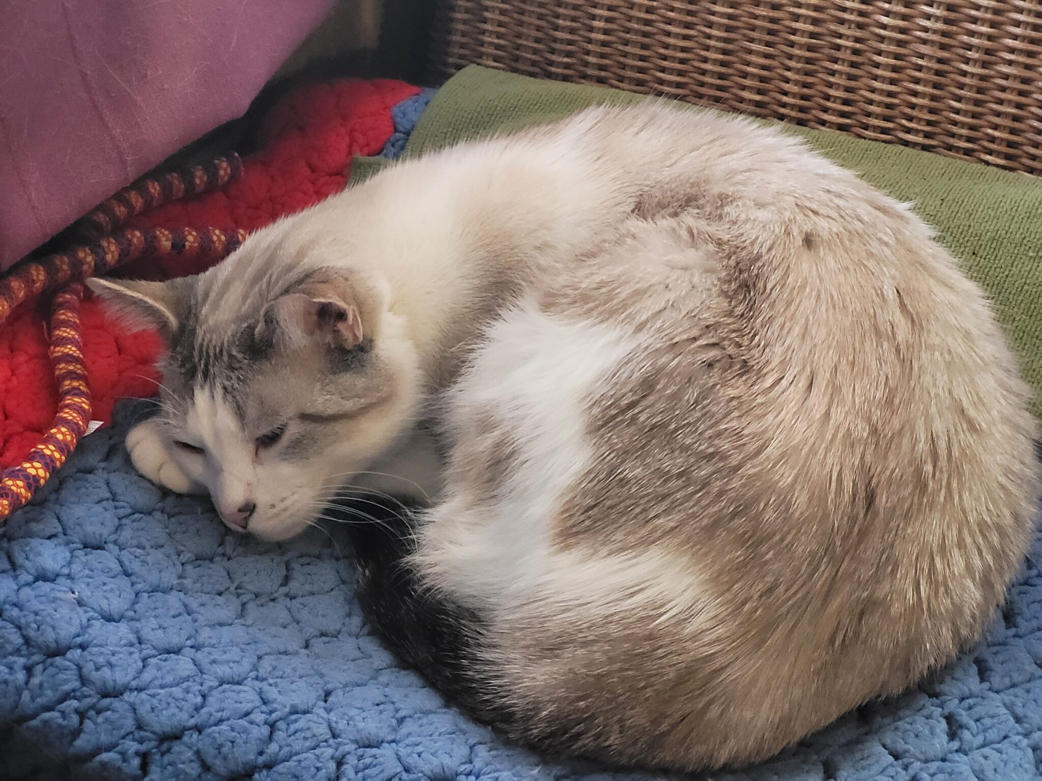 KITTY OF THE WEEK - GEMINI