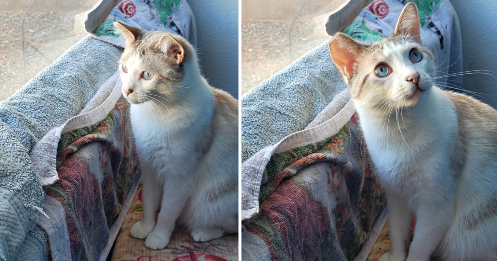 KITTY OF THE WEEK - GEMINI