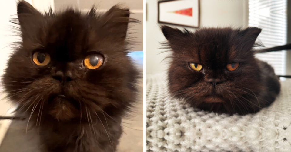National Kitty