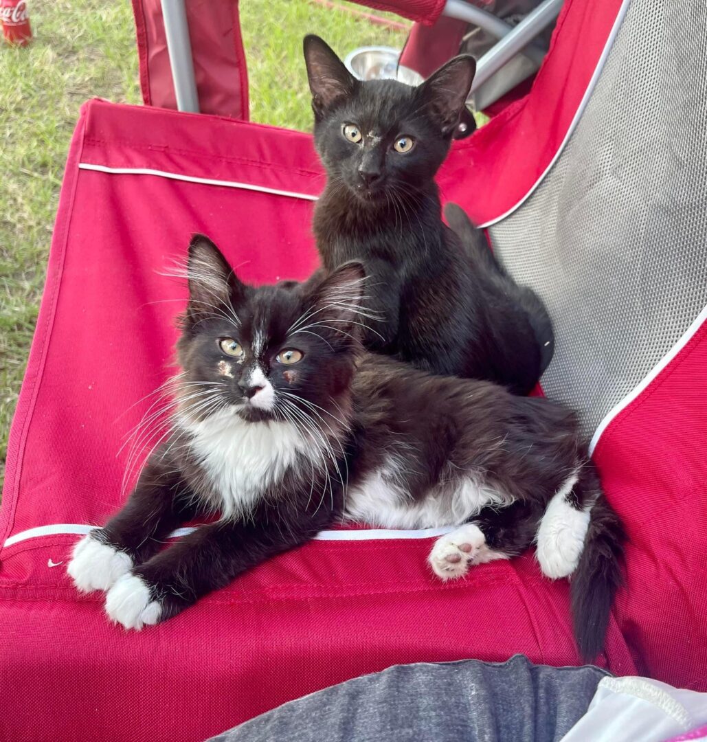 Kitten Siblings in Separate Cages Constantly Cried for Each Other, So ...