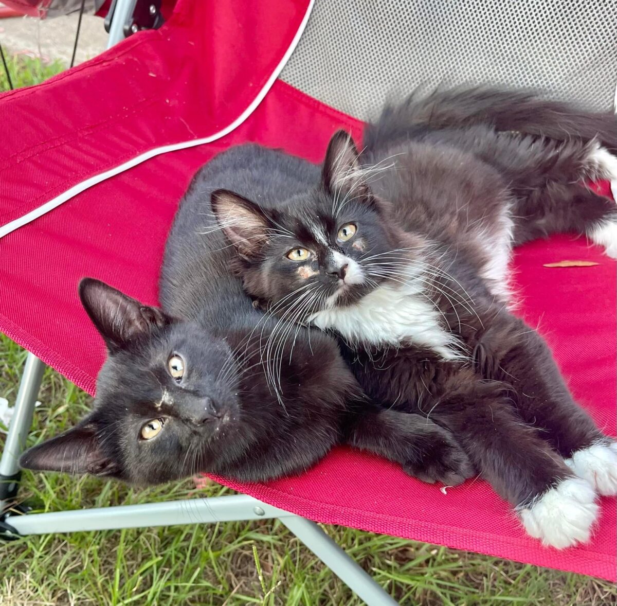 Kitten Siblings in Separate Cages Constantly Cried for Each Other, So ...