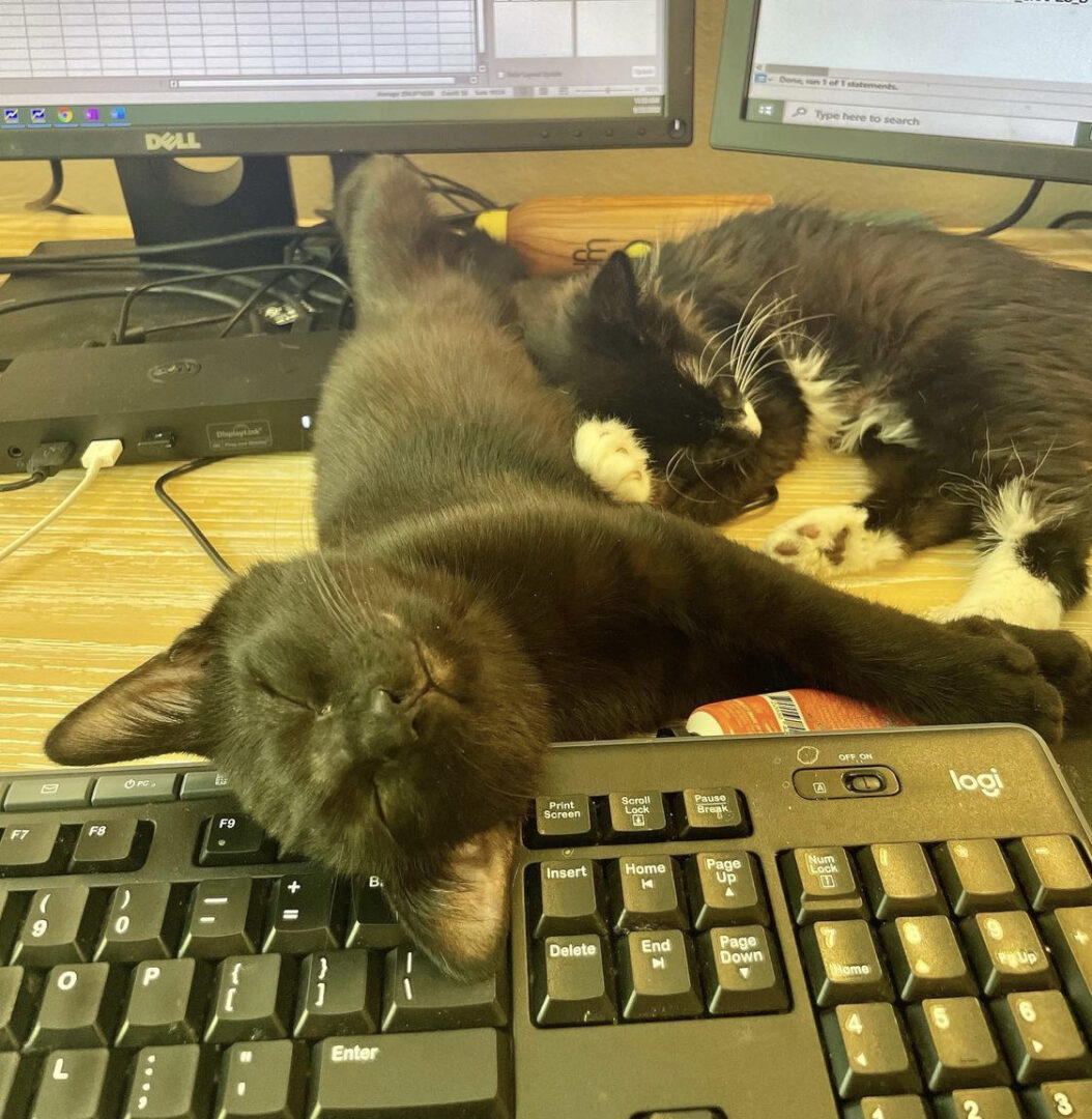 Kitten Siblings in Separate Cages Constantly Cried for Each Other, So ...
