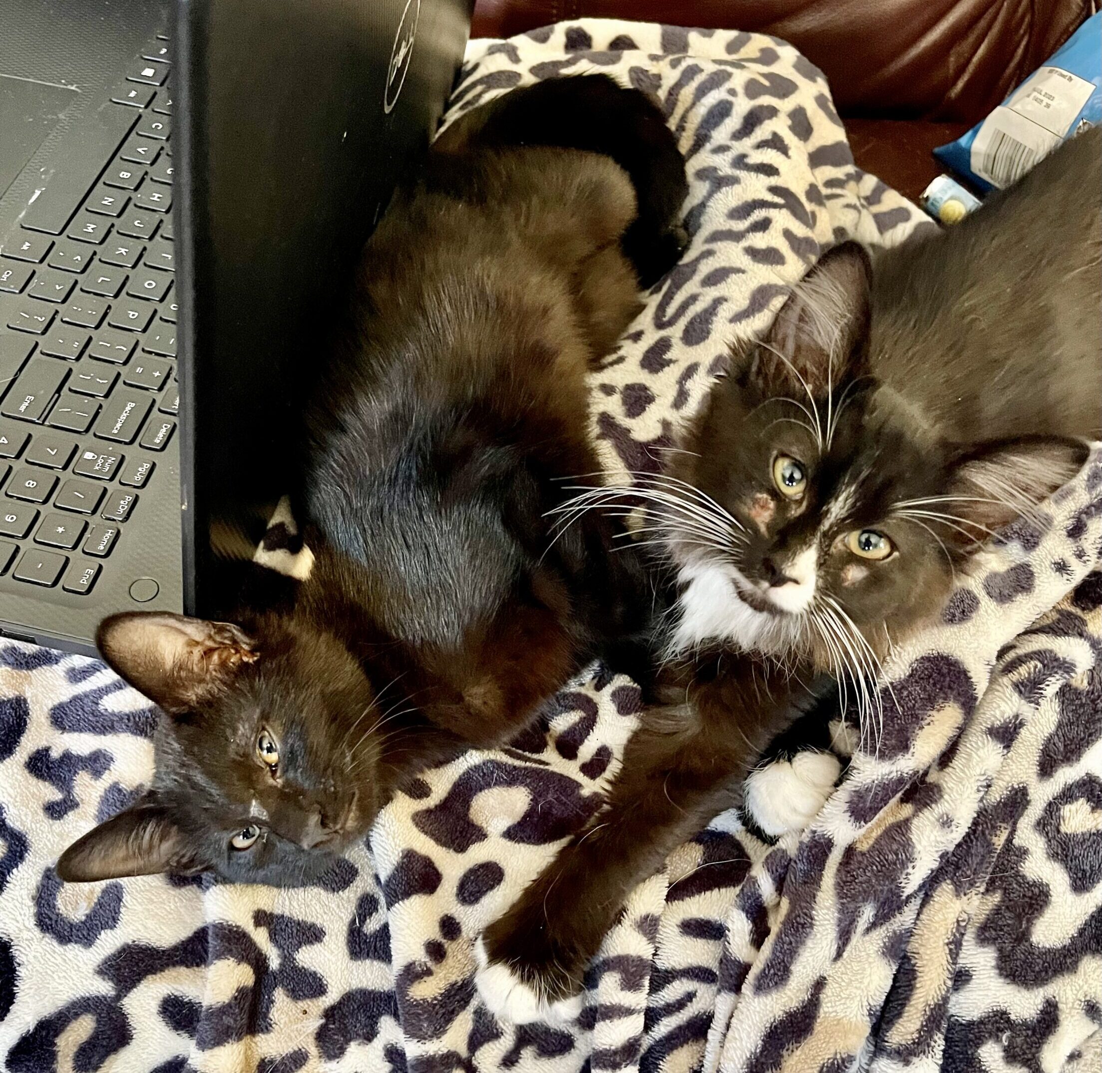 Kitten Siblings in Separate Cages Constantly Cried for Each Other, So ...
