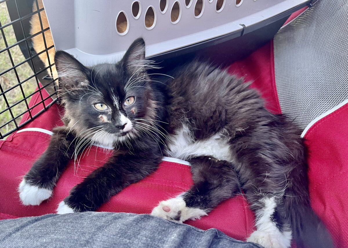 Kitten Siblings in Separate Cages Constantly Cried for Each Other, So ...
