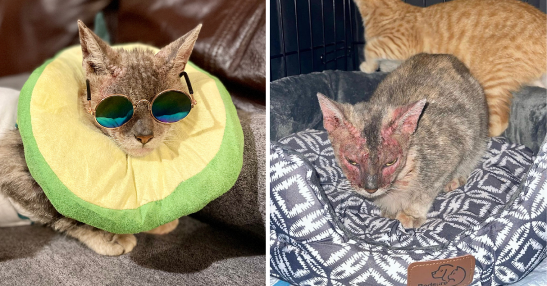 Meow Mail Update: Hansel & Gretel