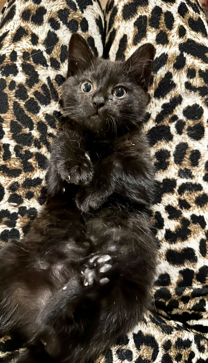 Feisty Feral Kitten with Crooked Legs Blooms into Cuddly Companion ...