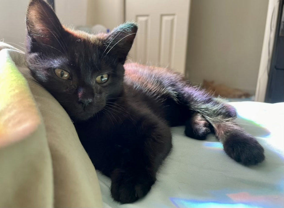 Feisty Feral Kitten with Crooked Legs Blooms into Cuddly Companion ...