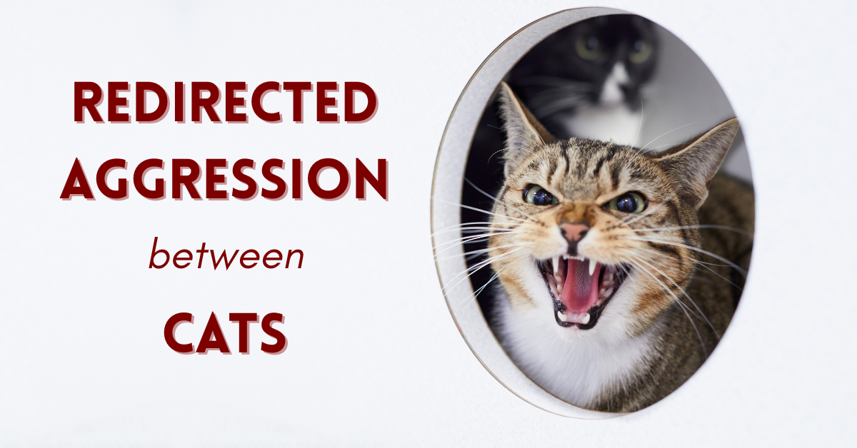 Redirected Aggression in Cats: Step-by-Step Reintroduction Plan